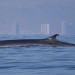 Desarrollan primer catálogo de foto identificación de ballenas de aleta en la región de ...